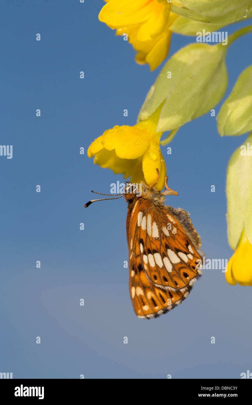 Duke of Burgundy Fritillary Butterfly; Hamearis lucina; on Cowslip; UK ...