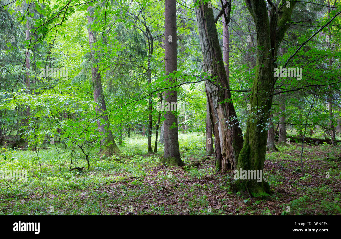 Group of old trees and old natural deciduous stand of Bialowieza Forest ...