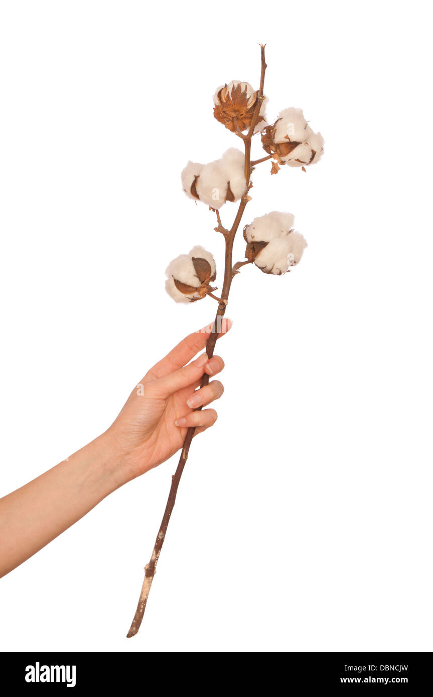 Cotton harvesting Cut Out Stock Images & Pictures - Alamy