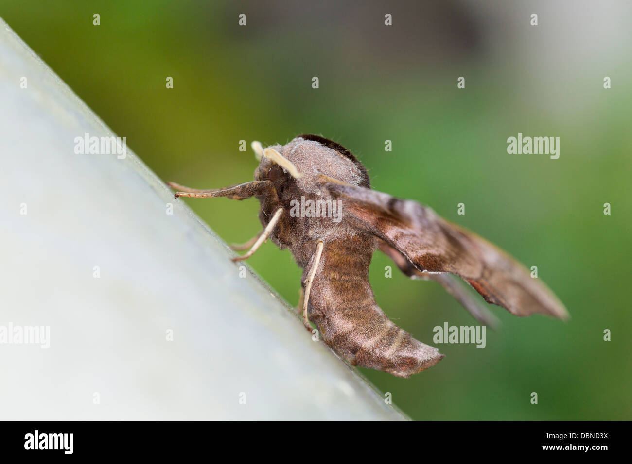 Eyed hawkmoth hi-res stock photography and images - Alamy