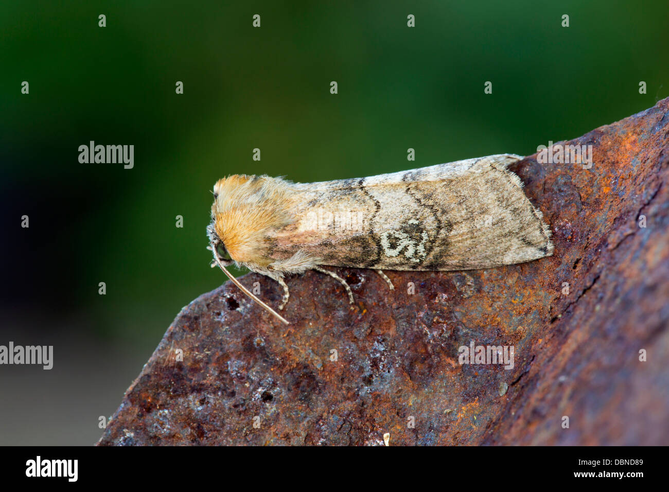 Figure of eighty moth hi-res stock photography and images - Alamy