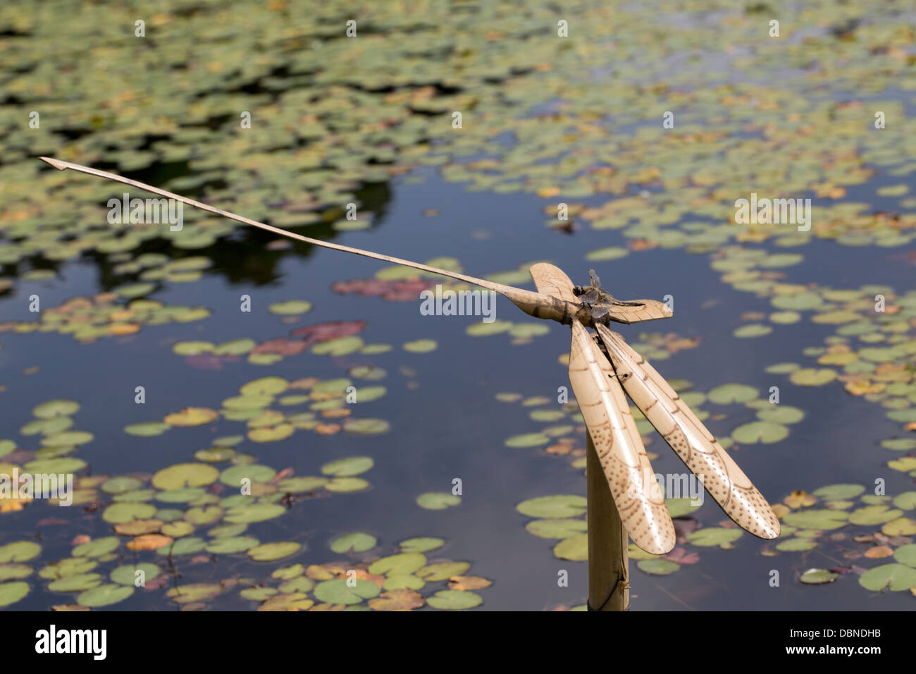 Four Spotted Chaser; Libellula quadrimaculata; Dragonfly; Cornwall; UK ...