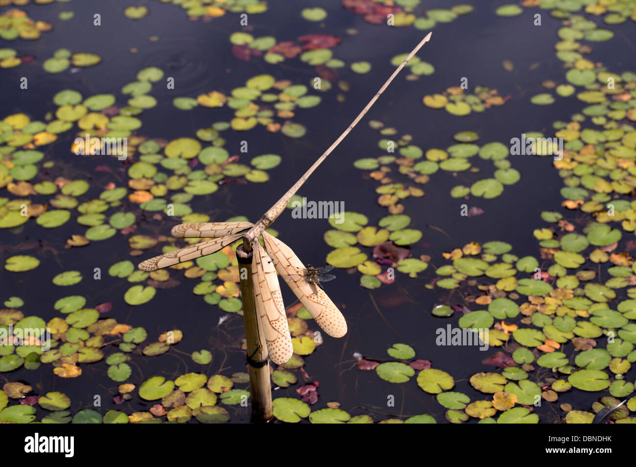 Four Spotted Chaser; Libellula quadrimaculata; Dragonfly; Cornwall; UK ...