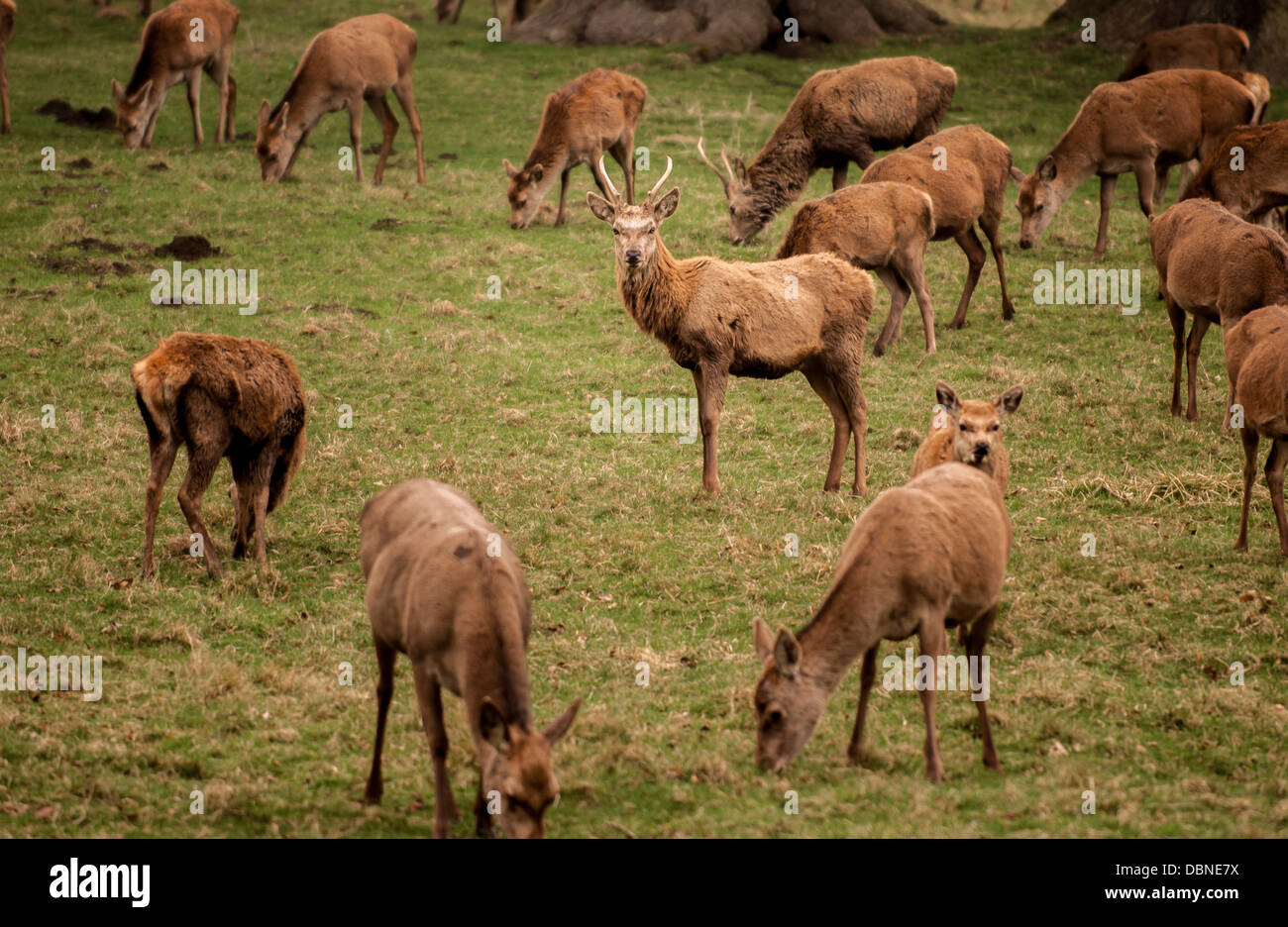 English venison farm hi-res stock photography and images - Alamy