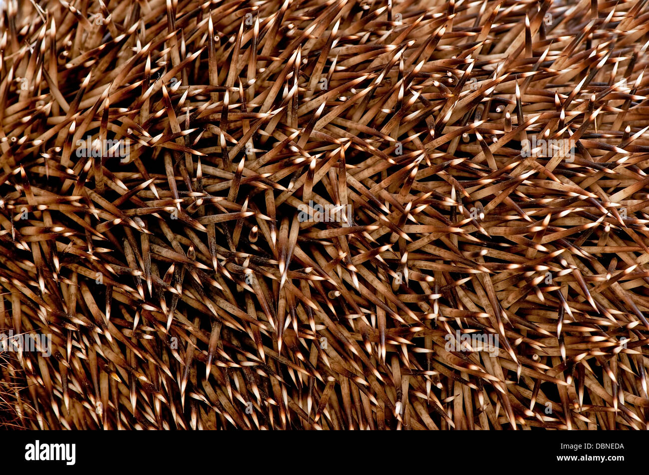 Prickles of a hedgehog Stock Photo - Alamy