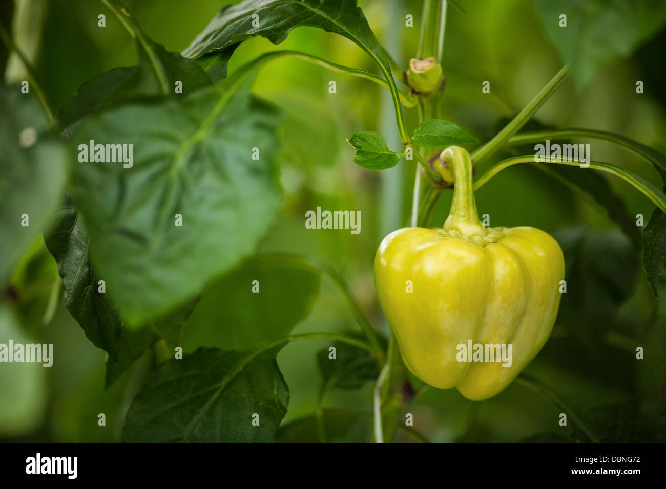 Bell bepper hi-res stock photography and images - Alamy