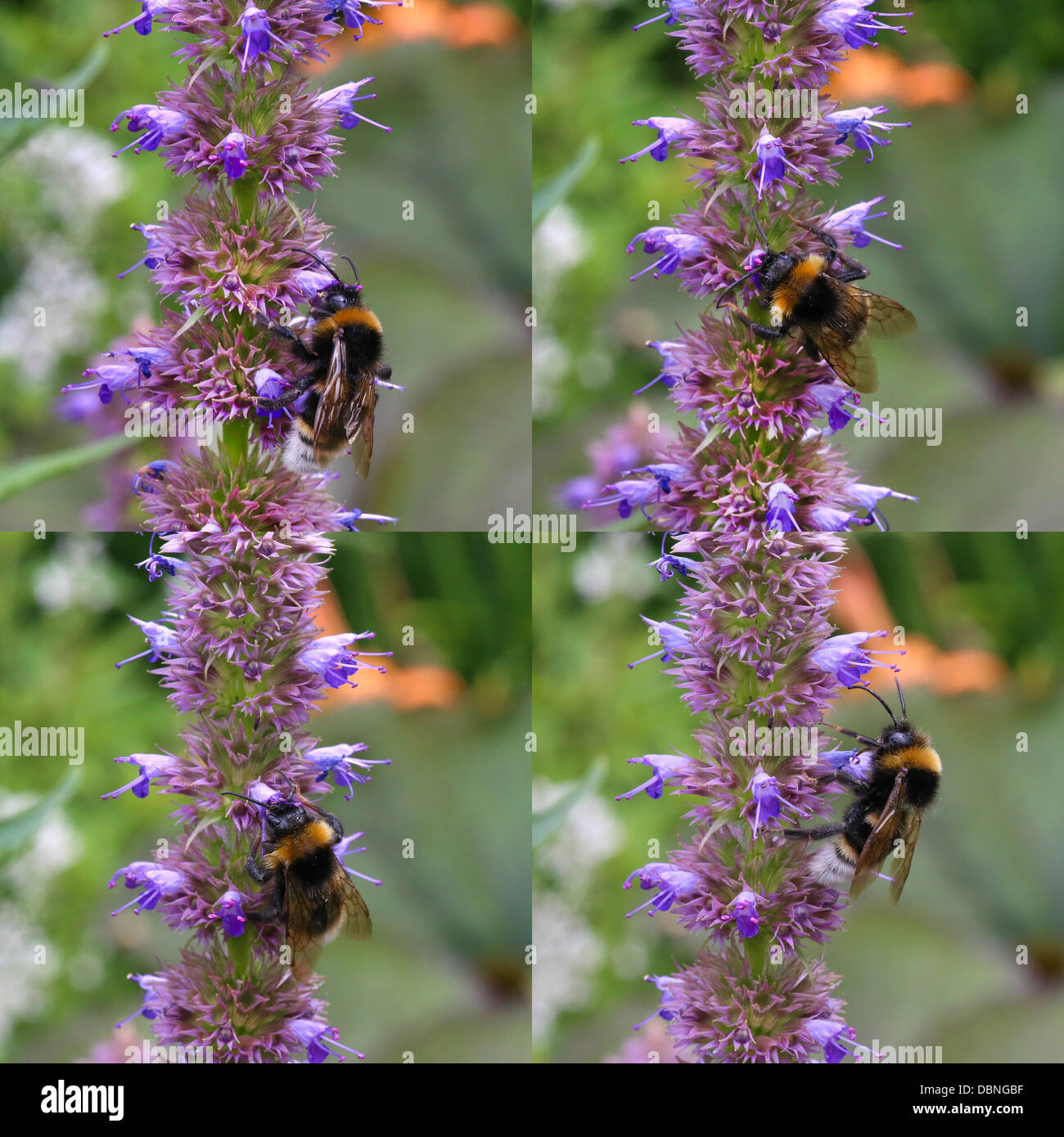 Bumblebee pollinating purple flowers in four phases Stock Photo - Alamy