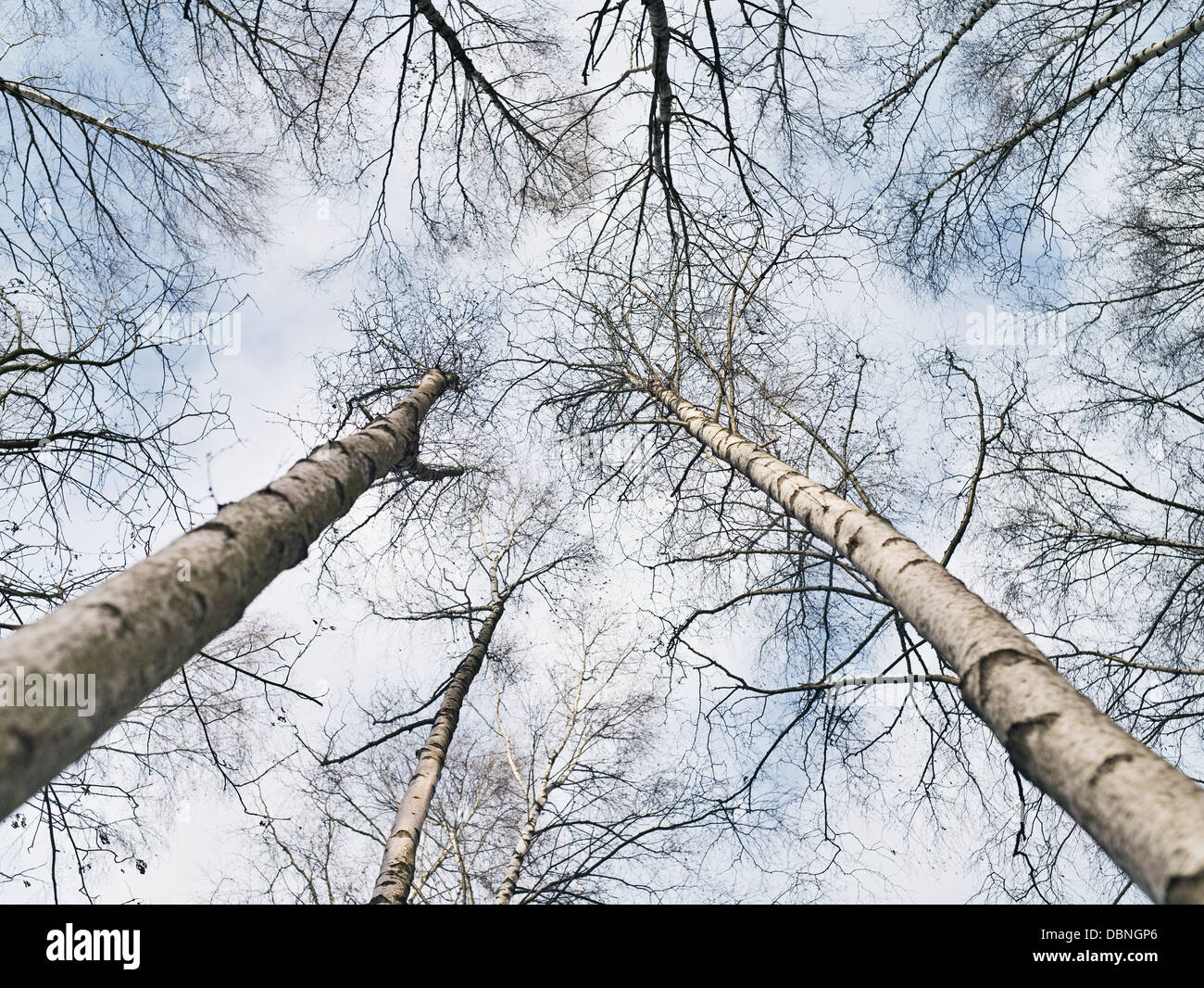 Tall tree tops hi-res stock photography and images - Alamy