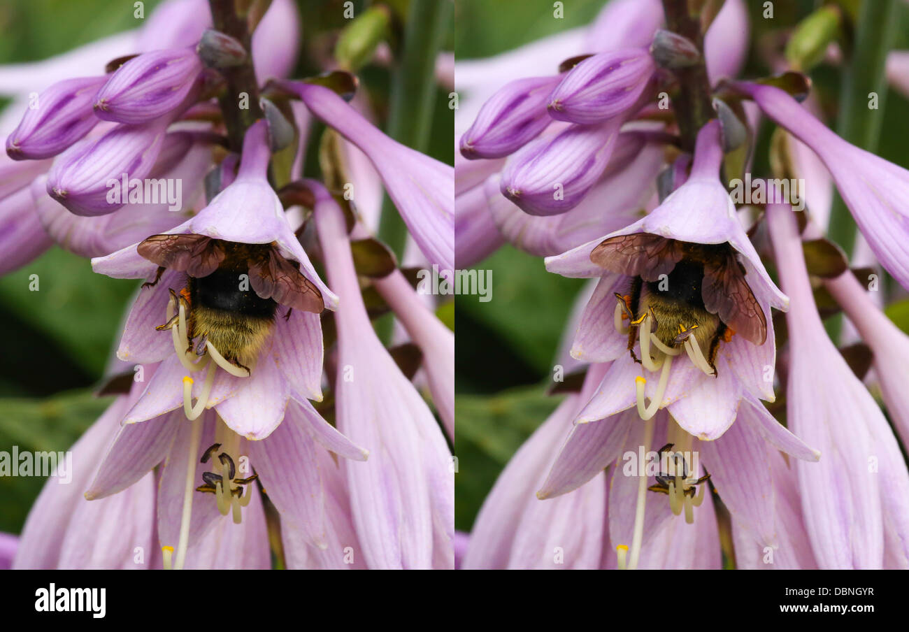 Bumblebee pollinating the pink flower Stock Photo - Alamy