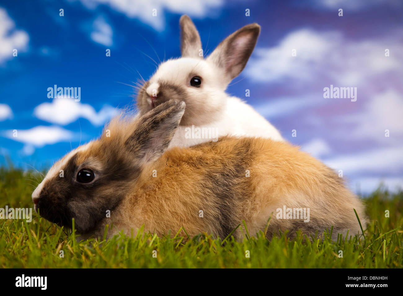 Bunny, rabbit and green grass Stock Photo - Alamy
