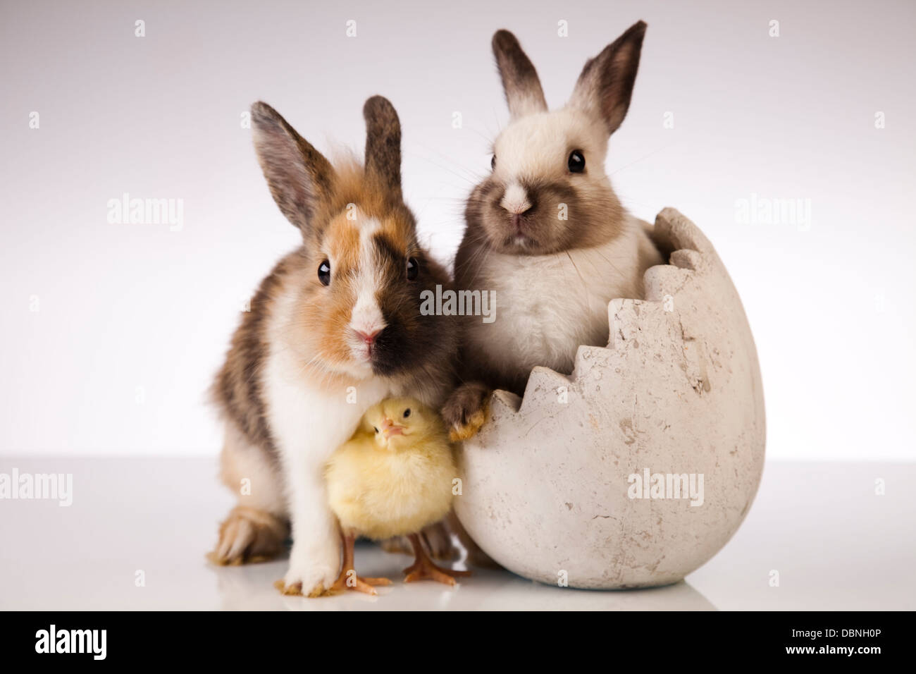 Chick in bunny Stock Photo - Alamy