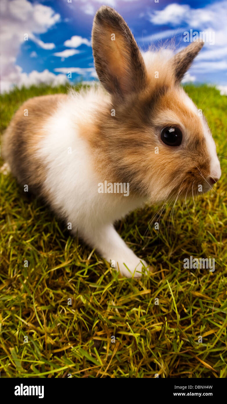 Spring baby bunny and green grass Stock Photo - Alamy