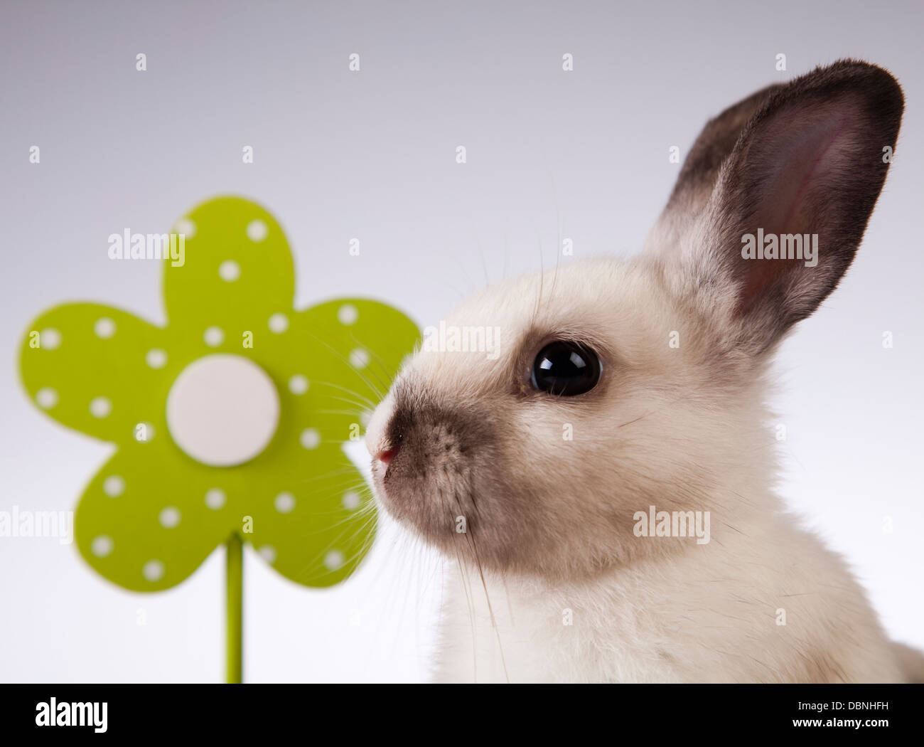 Happycute hi-res stock photography and images - Alamy
