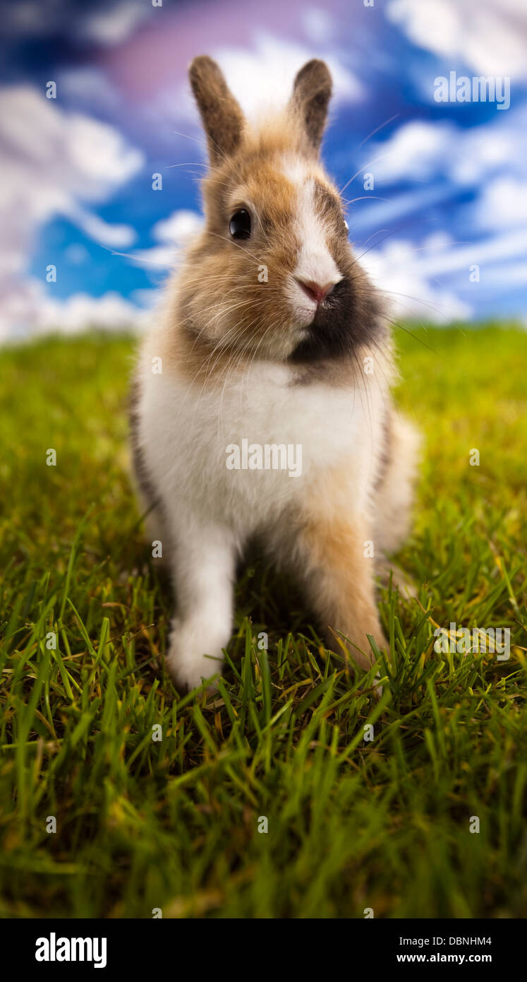 Bunny in grass Stock Photo - Alamy