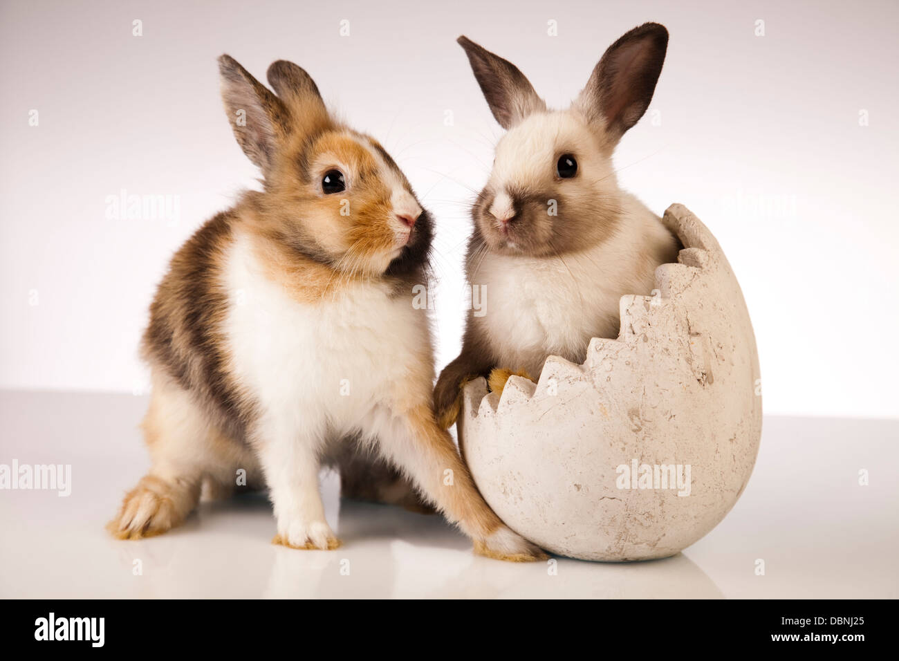 Adorable young bunny rabbit hi-res stock photography and images - Alamy
