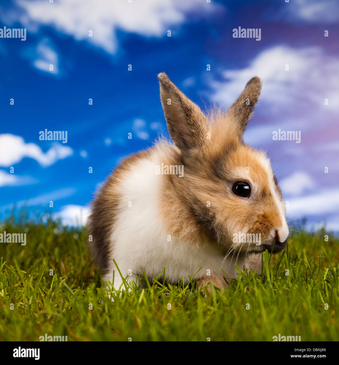 Bunny hopping hi-res stock photography and images - Alamy