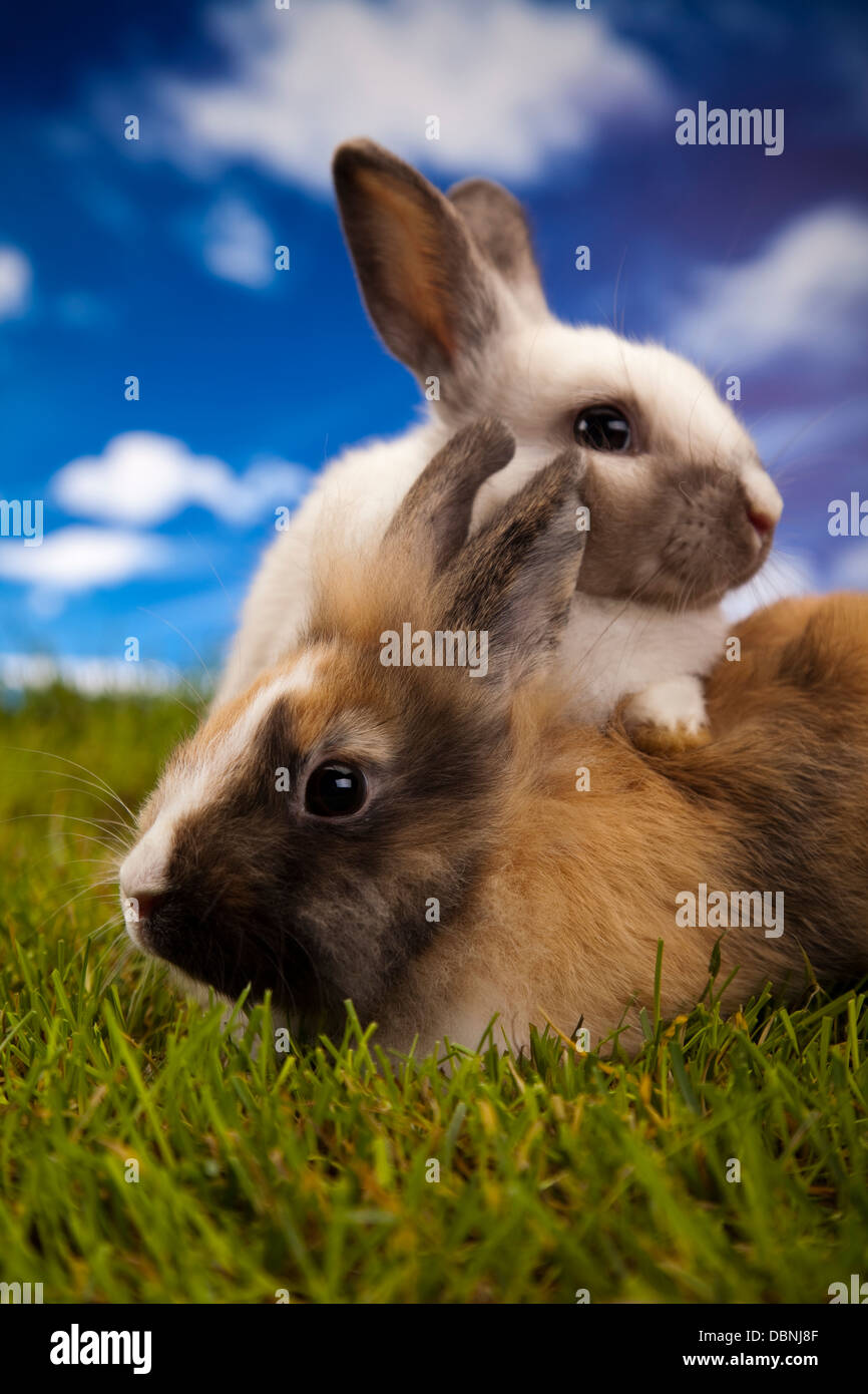 Bunny, rabbit and green grass Stock Photo - Alamy