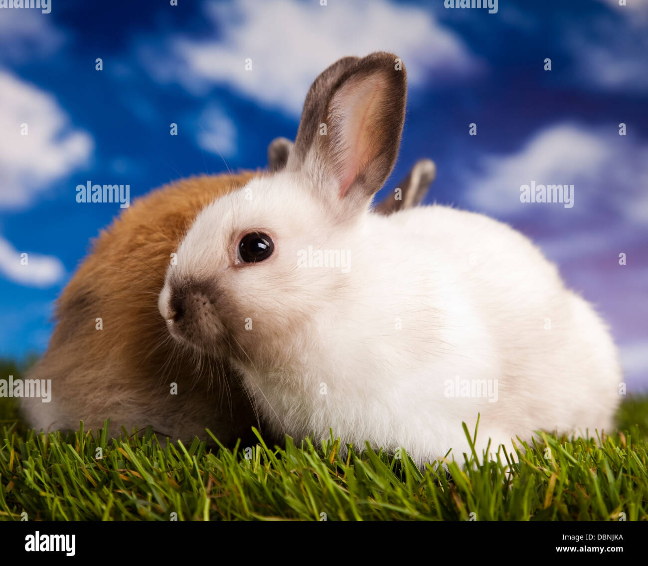 Bunny in grass Stock Photo - Alamy