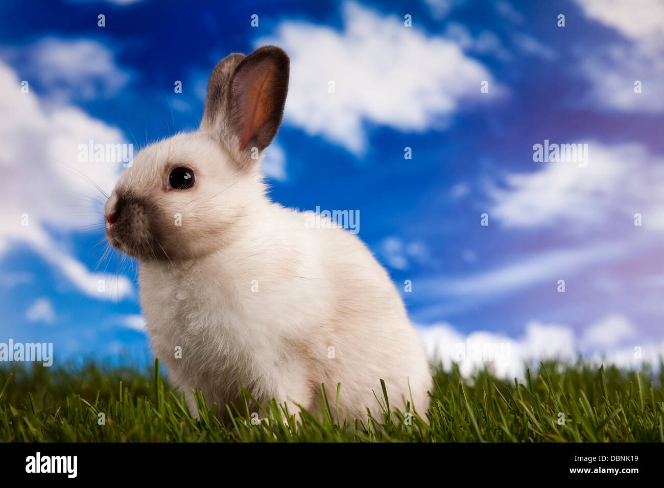 Bunny in grass Stock Photo - Alamy