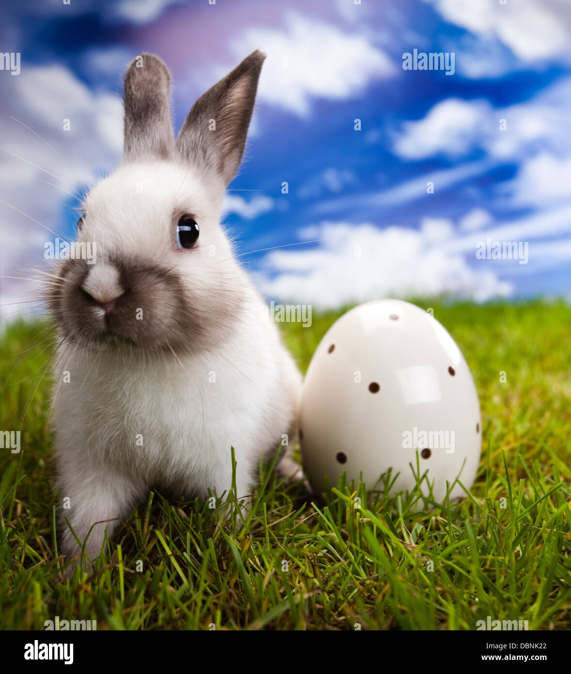 Bunny in grass Stock Photo - Alamy