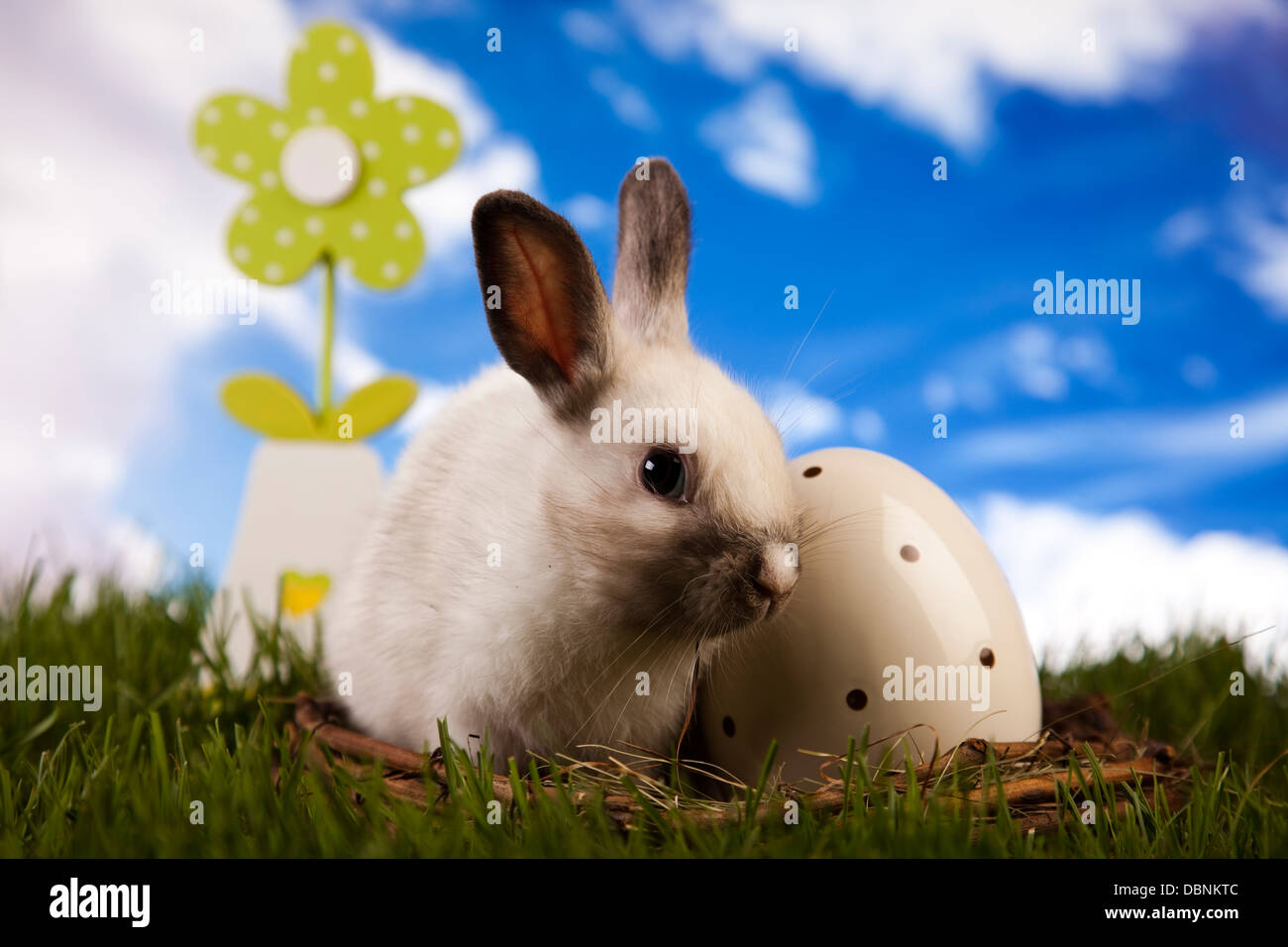 Spring baby bunny and green grass Stock Photo - Alamy