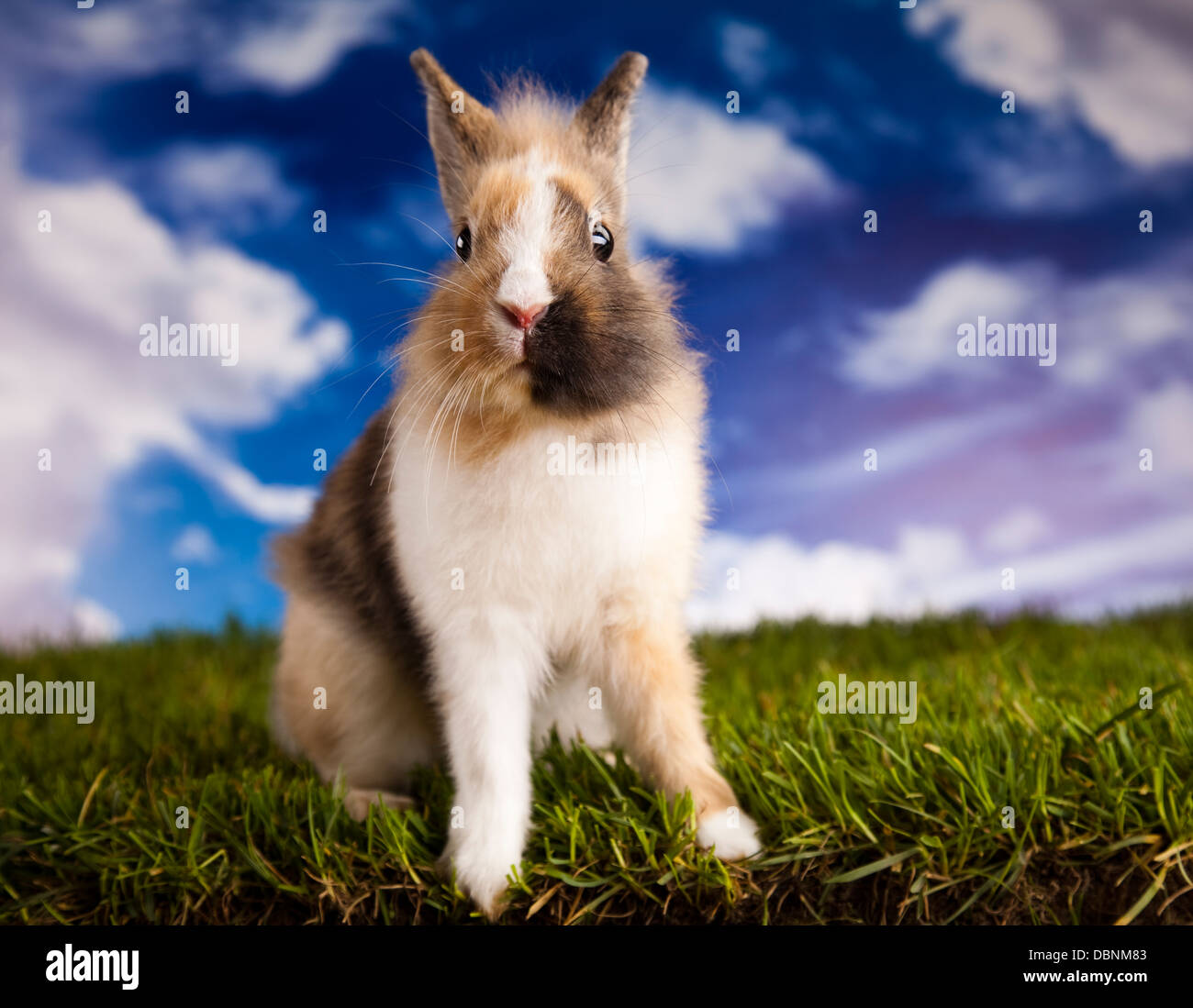 Happycute hi-res stock photography and images - Alamy