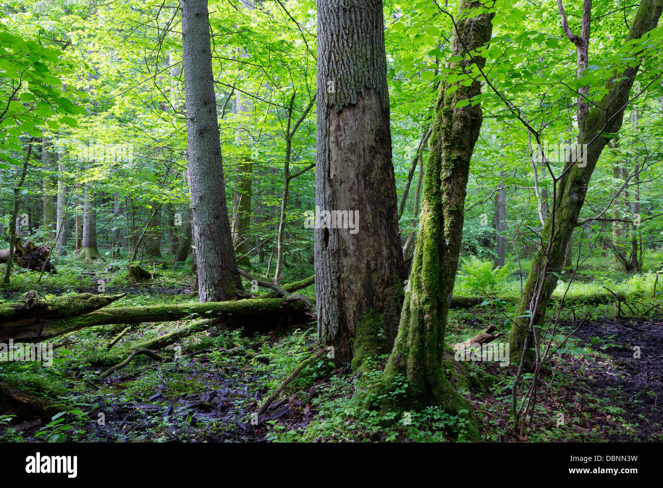 Group of old trees and old natural deciduous stand of Bialowieza Forest ...