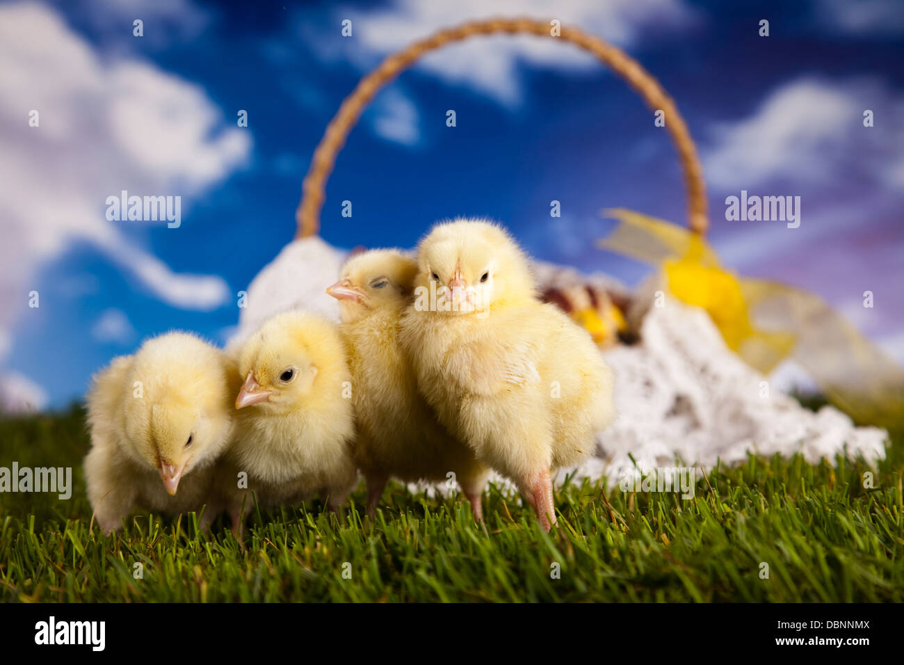 Furry chick hi-res stock photography and images - Alamy
