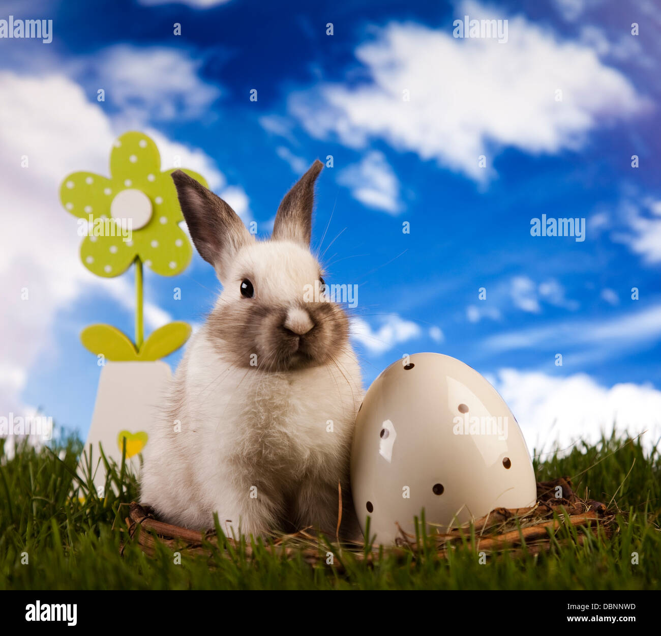 Funny animal animals concept hi-res stock photography and images - Alamy