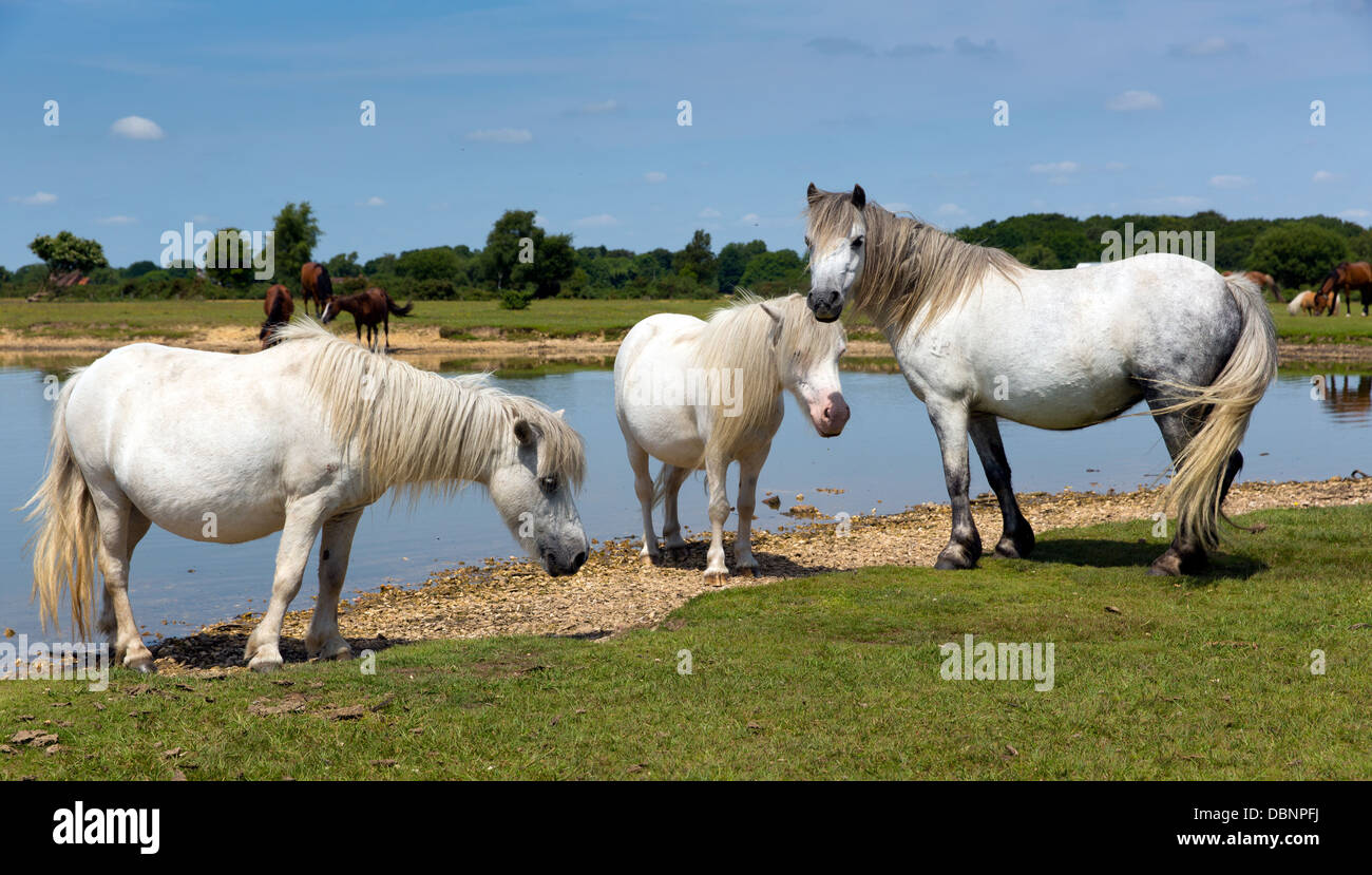 Three white ponies by river on a beautiful sunny summer day with blue ...