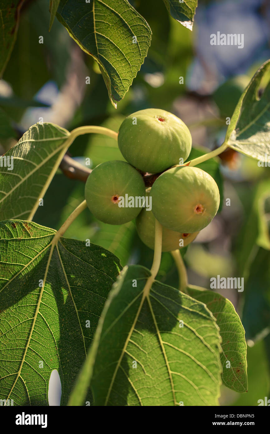 Figs tree hi-res stock photography and images - Alamy