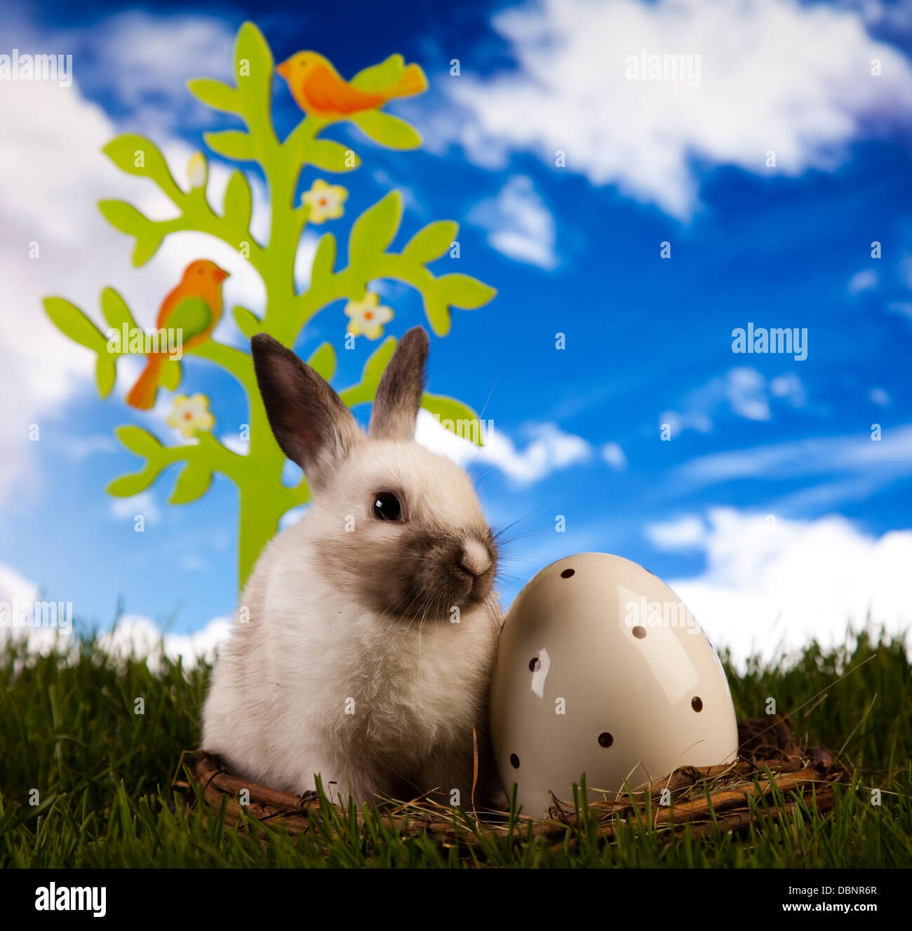Easter bunny hopping hi-res stock photography and images - Alamy