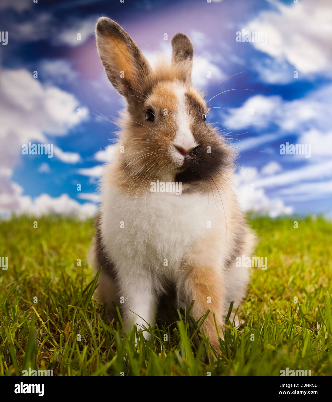 Hare Hopping In The Grass High Resolution Stock Photography and Images ...