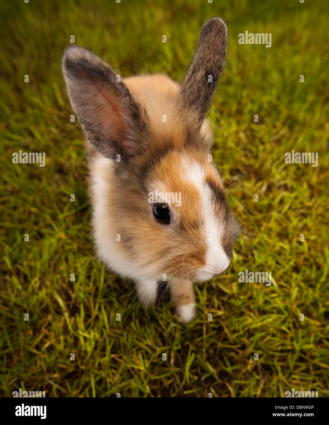 Bunny in grass Stock Photo - Alamy