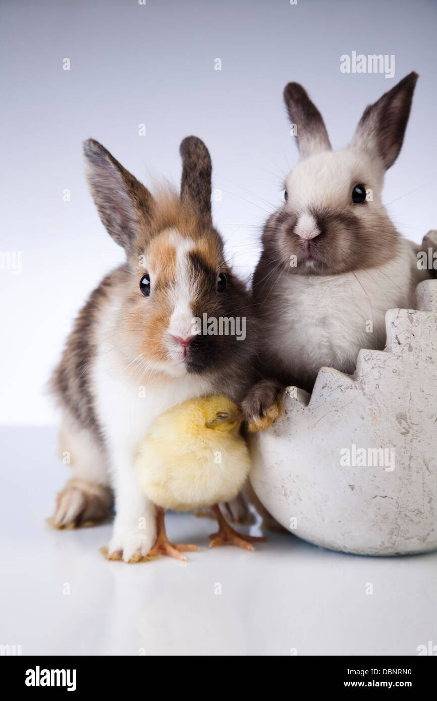 Chick in bunny Stock Photo - Alamy