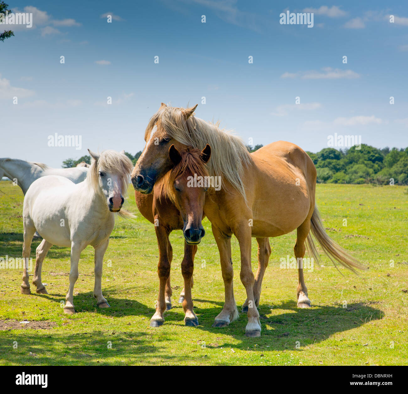 Mother and baby pony cuddling and showing affection on a beautiful blue ...