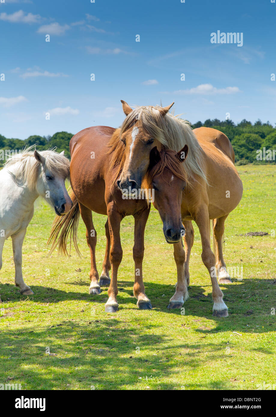 Three cute ponies cuddling and affectionate on beautiful blue sky sunny ...