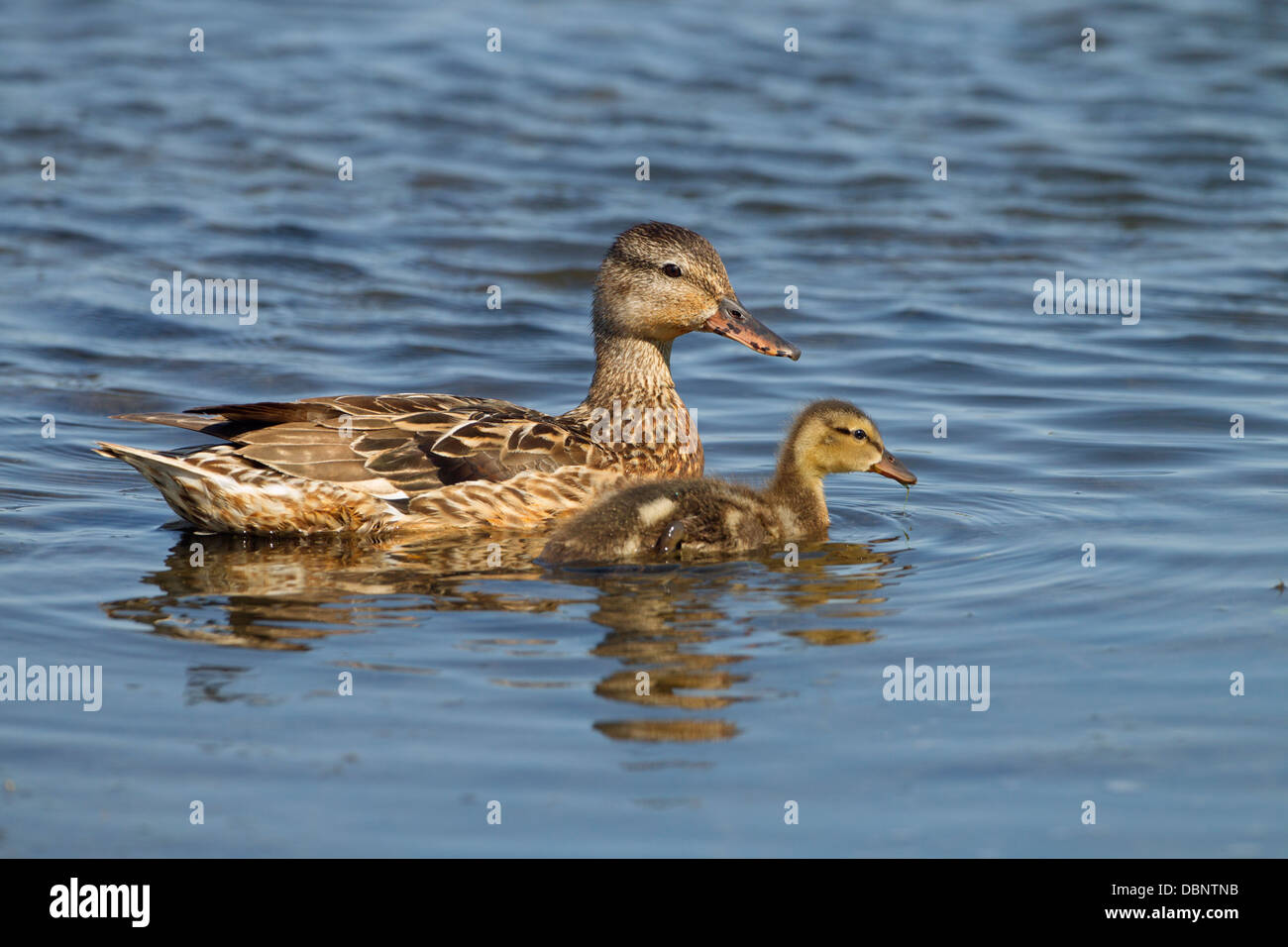 Gregarious bird species hi-res stock photography and images - Alamy