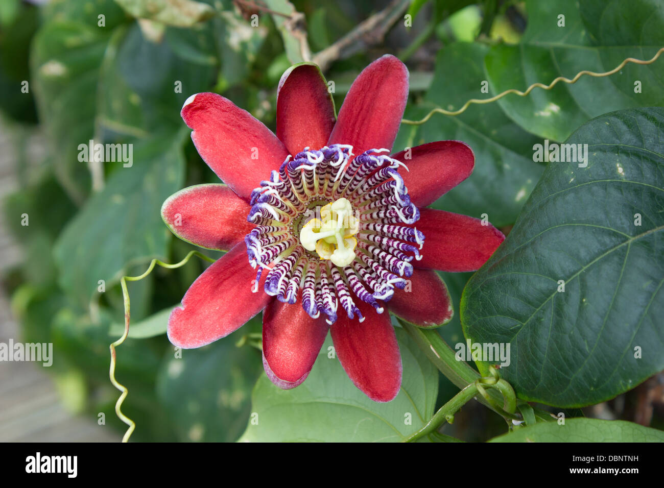 Passion flower Passiflora Stock Photo - Alamy