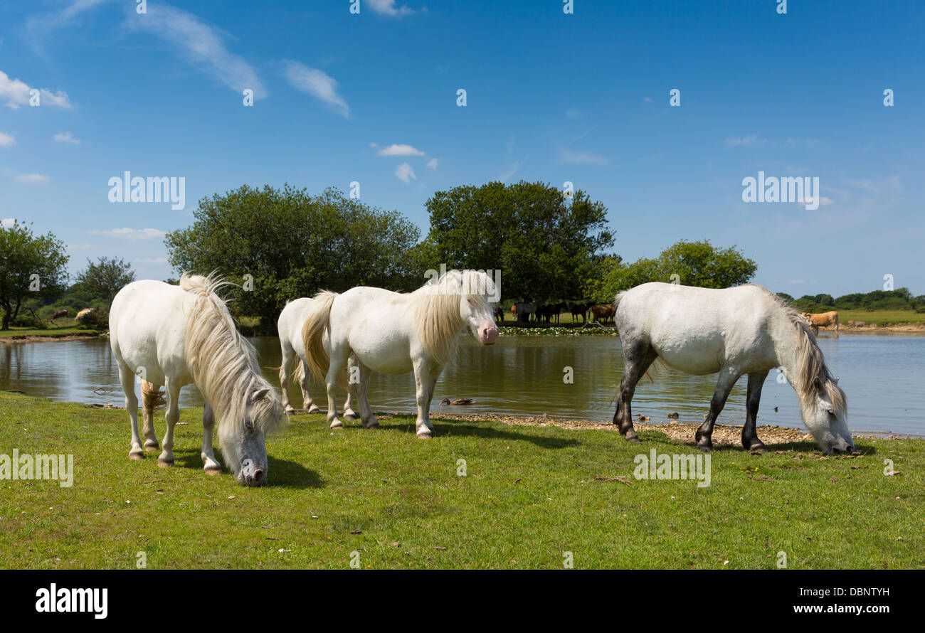 White ponies by lake on a beautiful sunny summer day with blue sky ...
