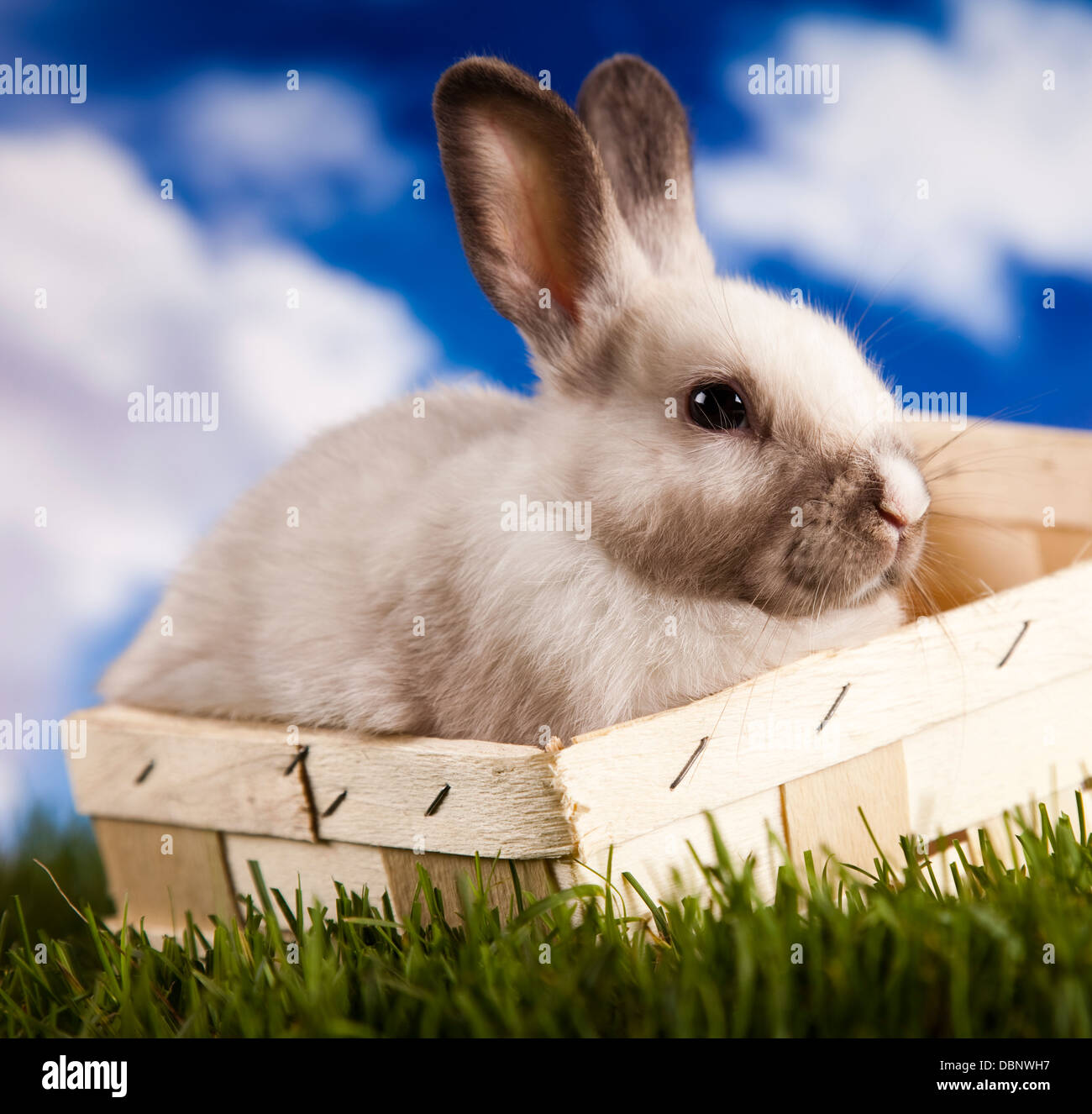 Cute baby bunny in green grass Stock Photo - Alamy