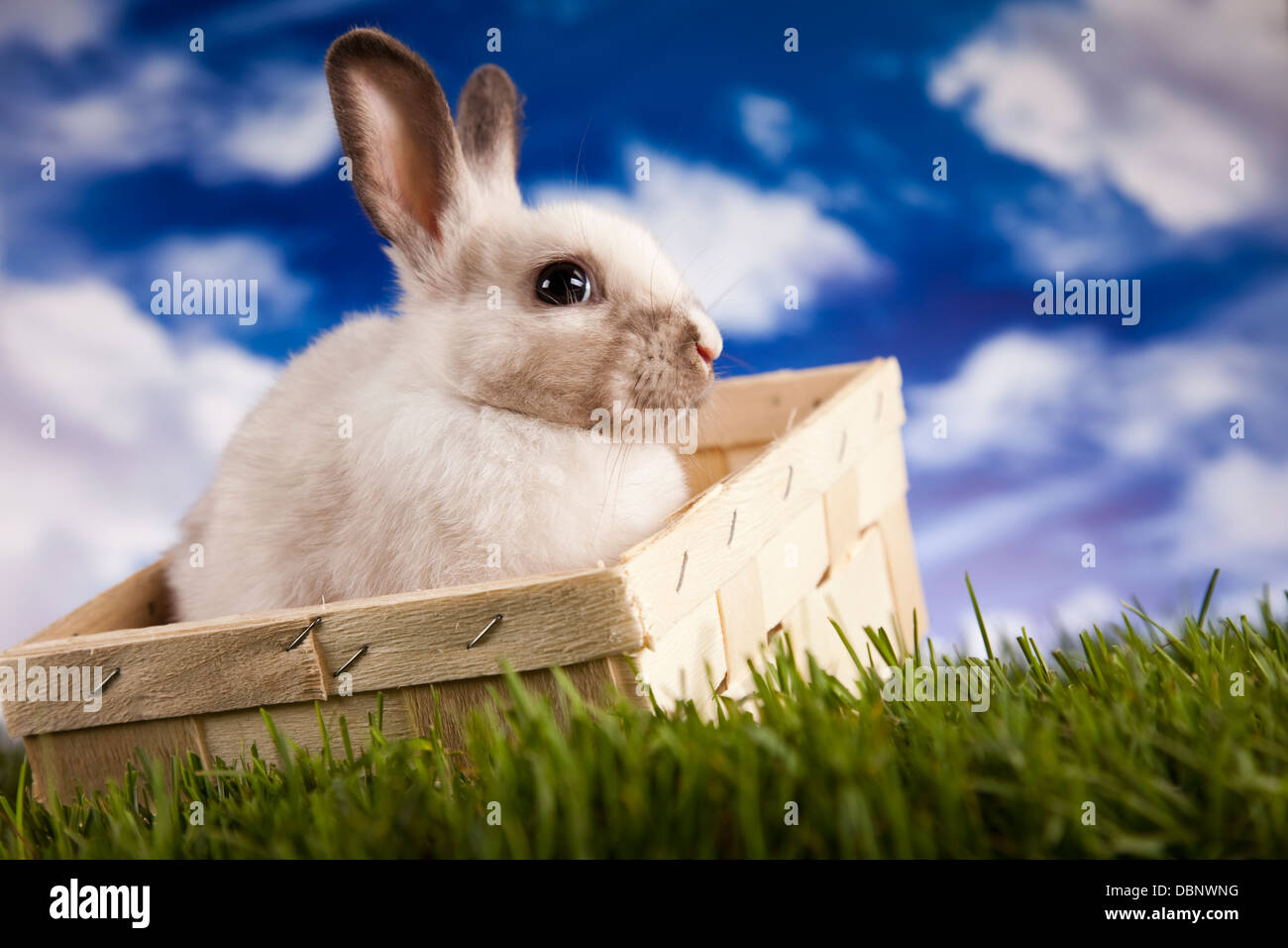 Bunny in grass Stock Photo - Alamy