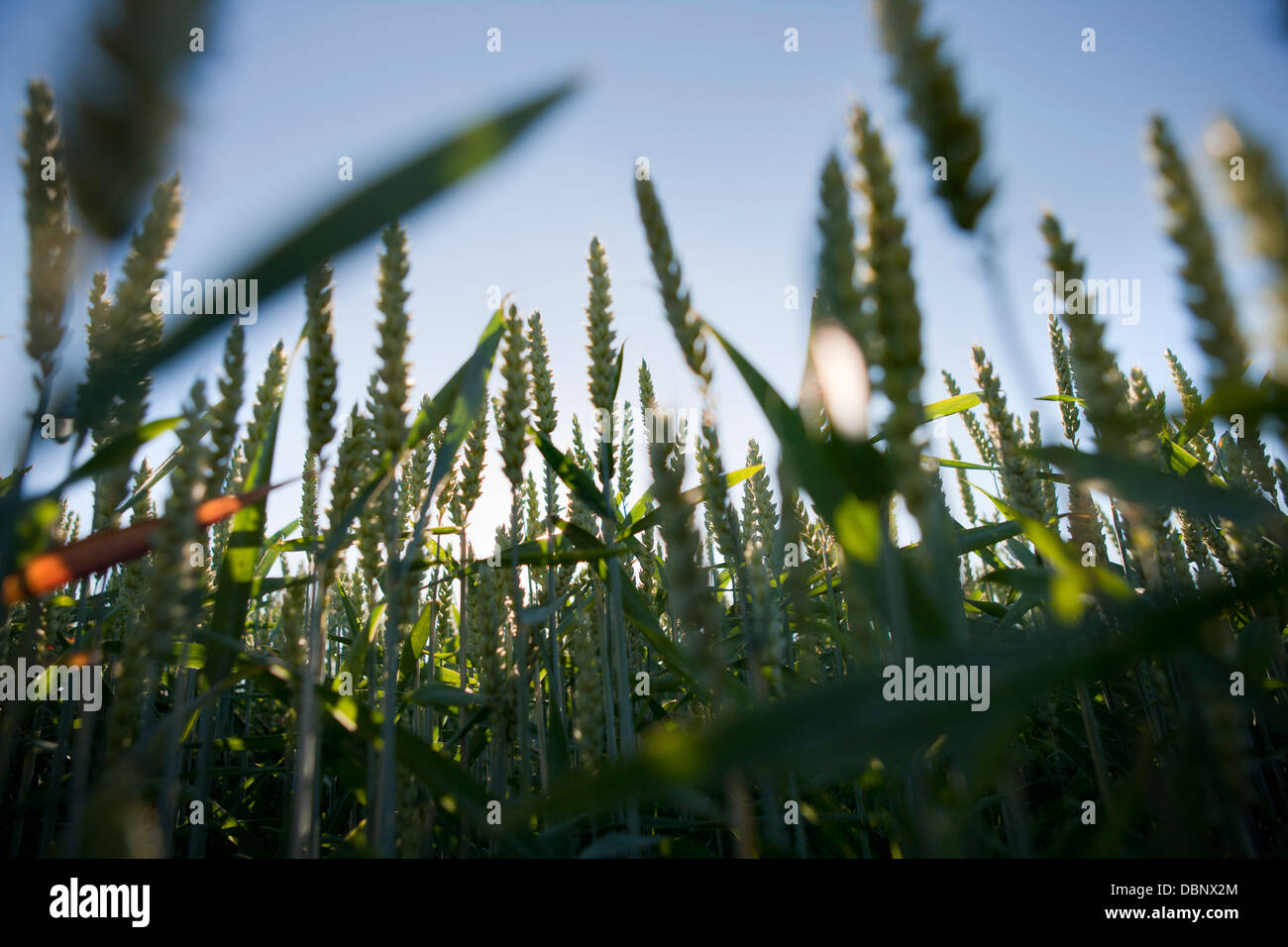 Growing wheat hi-res stock photography and images - Alamy