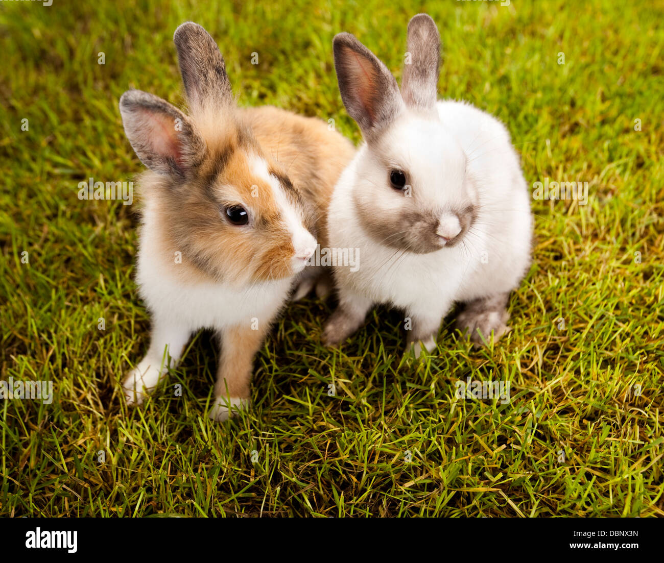 Bunny, rabbit and green grass Stock Photo - Alamy