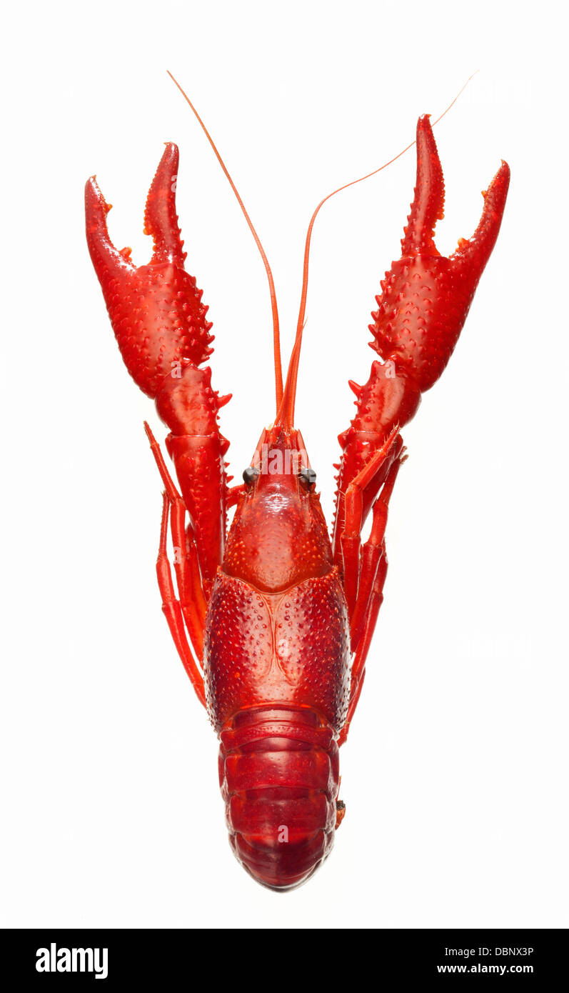 Shellfish studio hi-res stock photography and images - Alamy