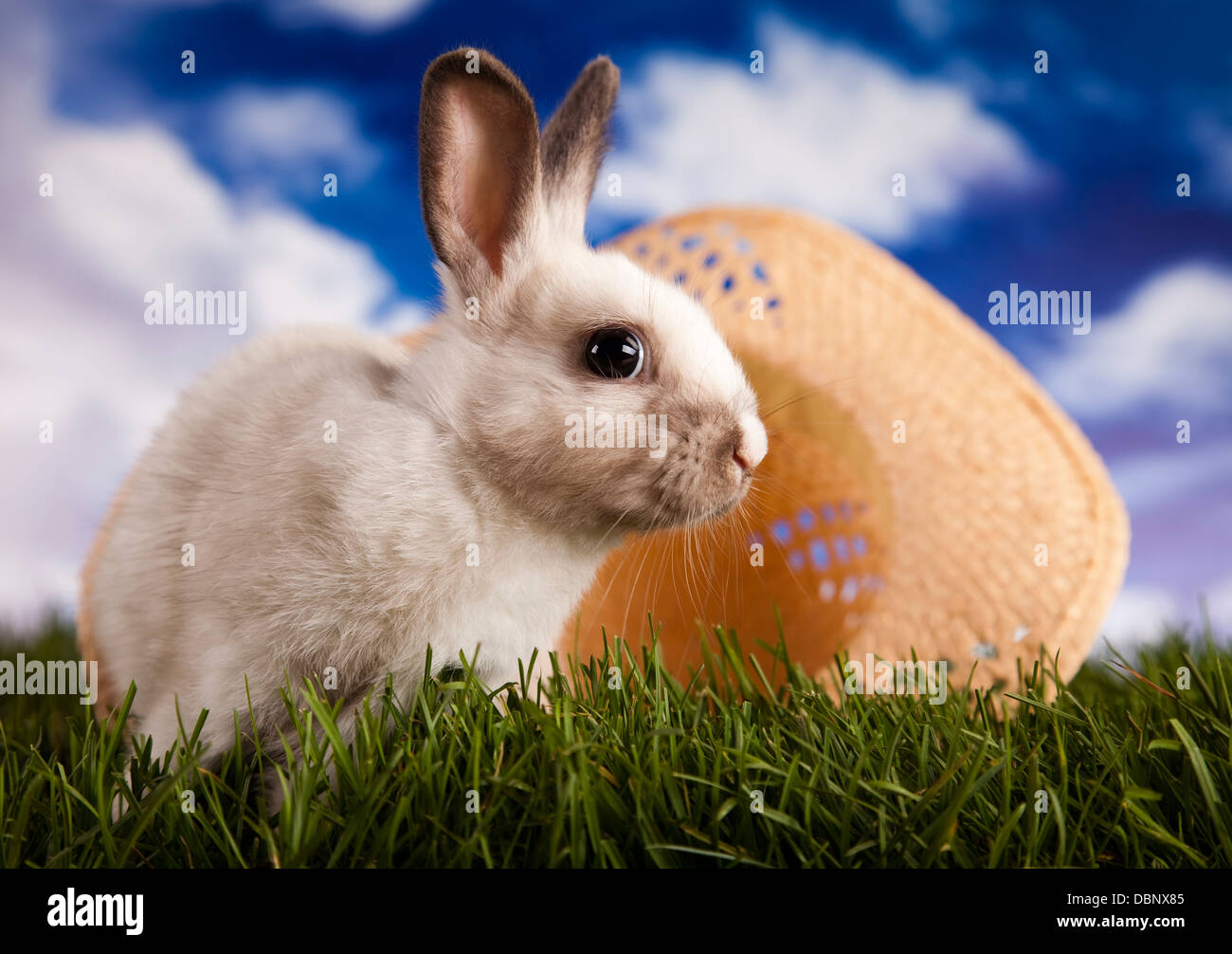 Little bunny in green grass Stock Photo - Alamy