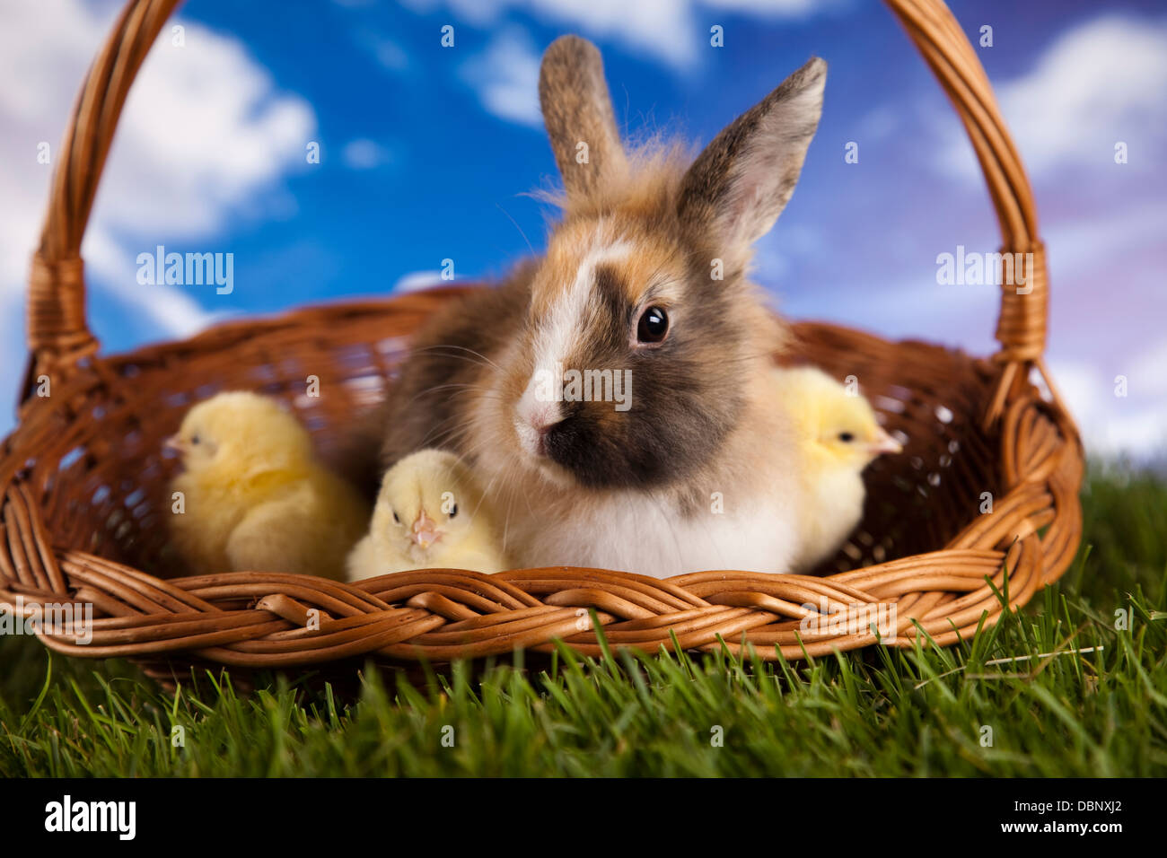 Chick in bunny Stock Photo - Alamy