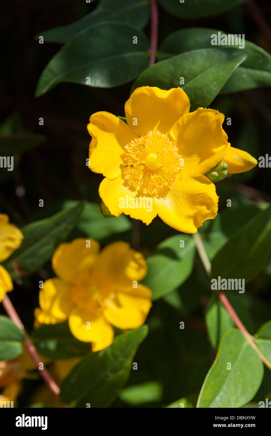 St John's wort 'Hidcote', Hypericum x hidcote. A small bushy semi ...