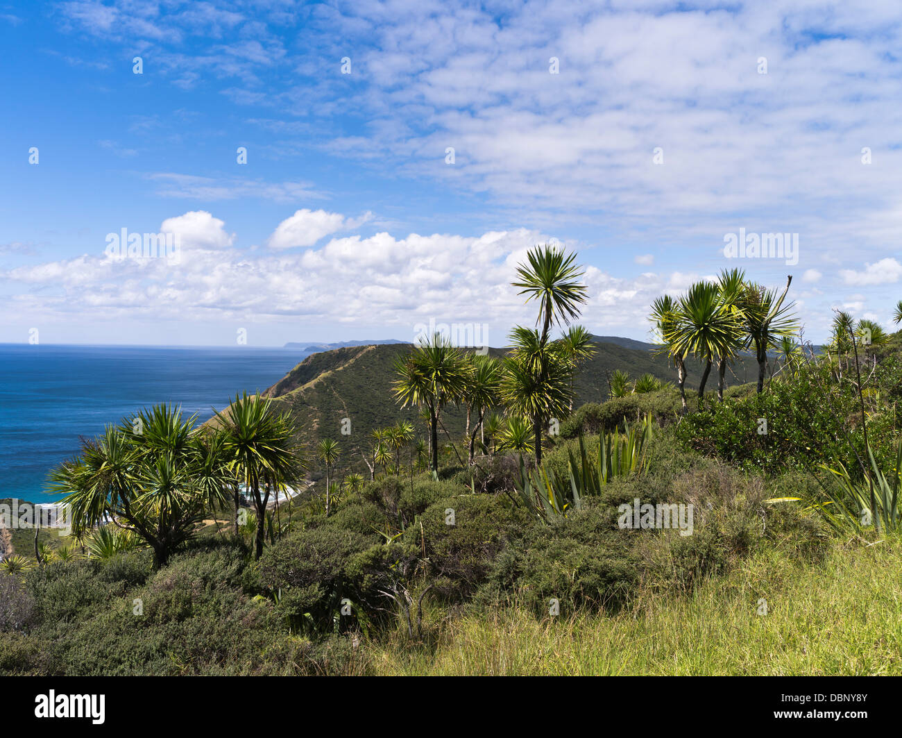 dh CAPE REINGA NEW ZEALAND Palm trees Manuka tea tree bush scrub ...