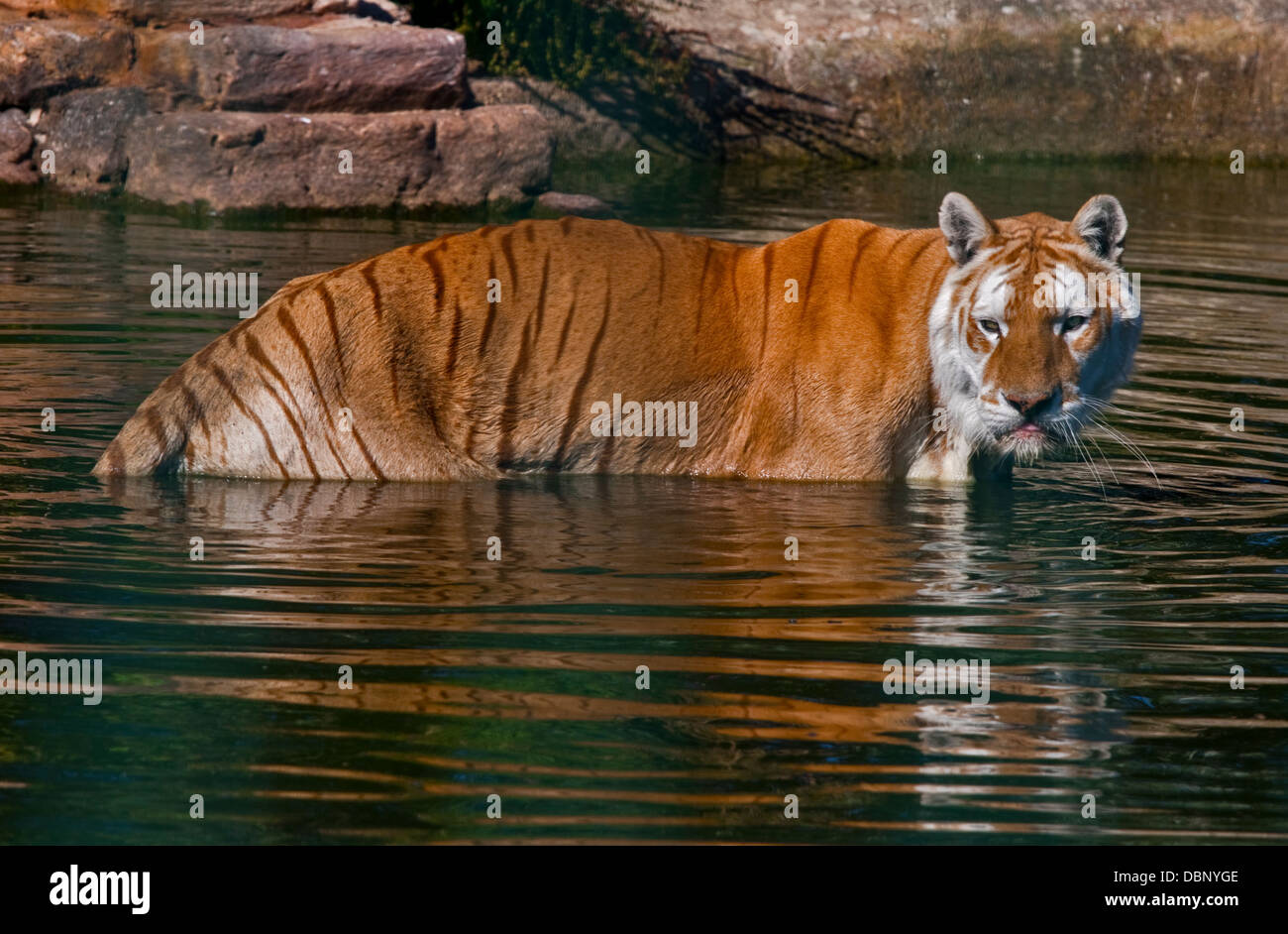 Tiger isle of wight zoo hi-res stock photography and images - Alamy